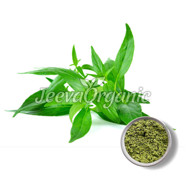 Andrographis Paniculata Powder Supplier