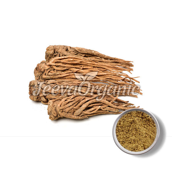 Bulk Angelica Powder Manufacturer & Supplier