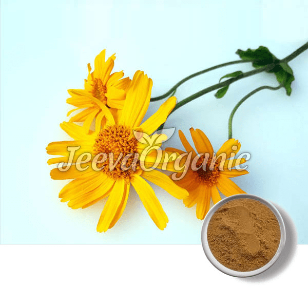 Bulk Arnica Powder (Arnica montana) Supplier