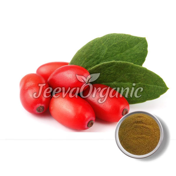 Bulk Barberry Powder (Berberis vulgaris) Supplier