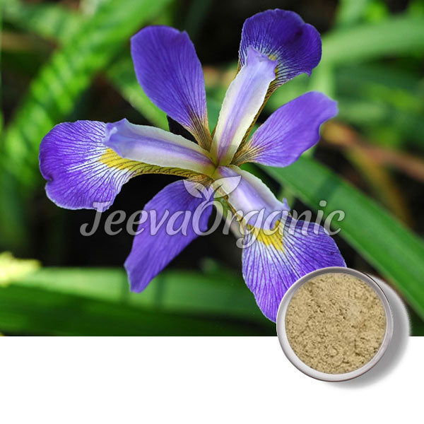 Bulk Blue Flag Powder (Iris versicolor) Supplier