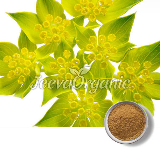 Bulk Bupleurum Powder (Bupleurum chinense) Supplier
