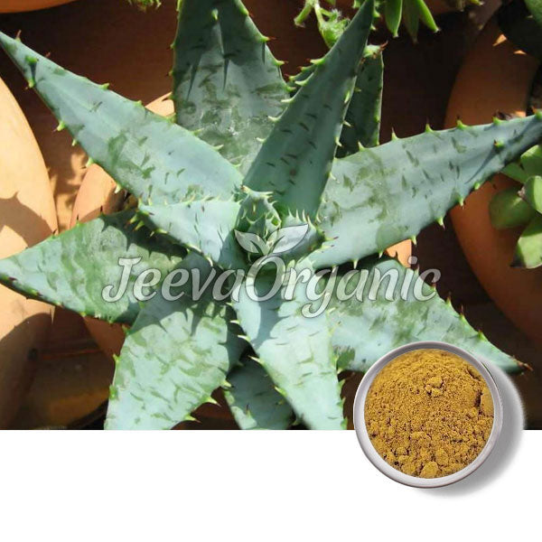 Organic Cape Aloe Powder Supplier | Bulk Cape Aloe Powder Supplier