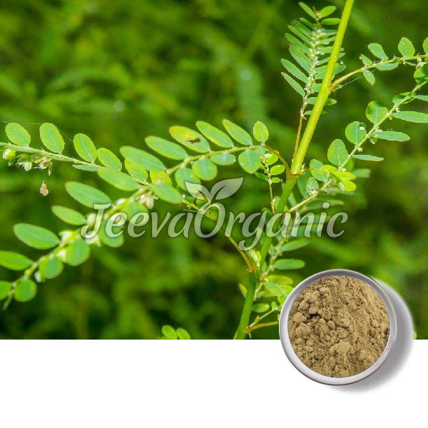 Chanca Piedra Powder Supplier | Bulk Chanca Piedra Extract Supplier