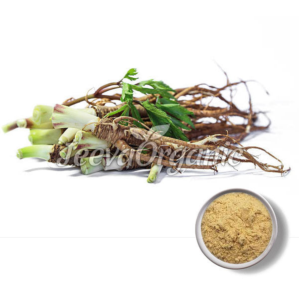 Bulk Dong Quai Powder (Angelica sinensis) Supplier