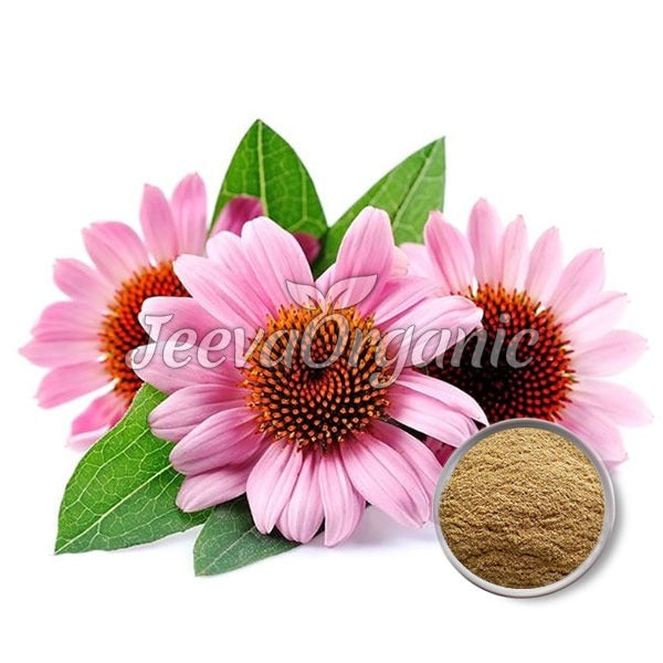 Echinacea Extract Powder 4% Polyphenols