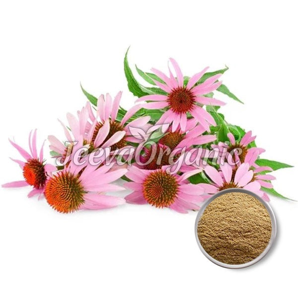 Bulk Echinacea Angustifolia Extract 12% Echinacoside | Supplier
