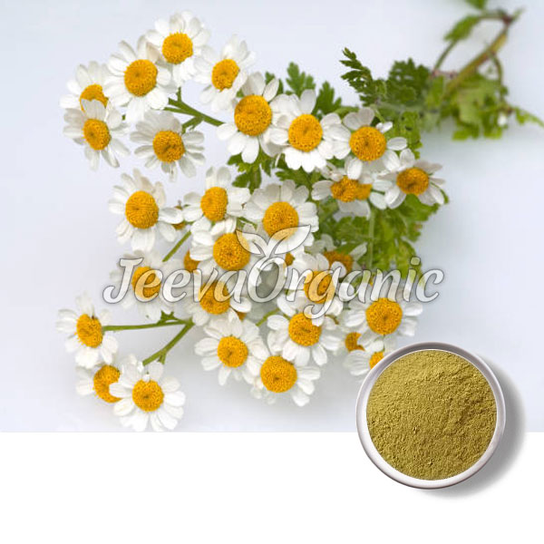 Bulk Feverfew Powder (Tanacetum parthenium) Supplier