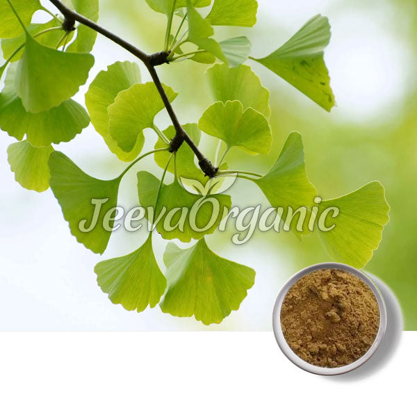 Ginkgo Biloba Extract Powder Supplier | Bulk Ginkgo Biloba Extract Powder