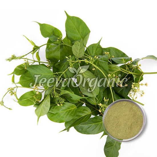 Gymnema Leaf Powder (Gymnema sylvestre) Supplier