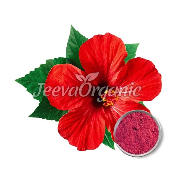 Hibiscus Extract Powder 10:1