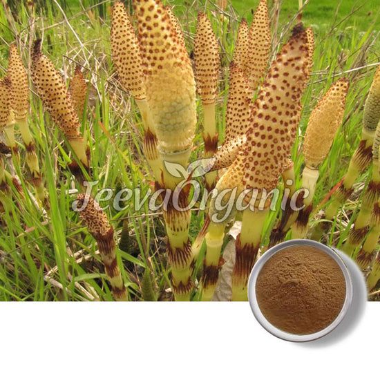 Bulk Horsetail Powder (Equisetum arvense)