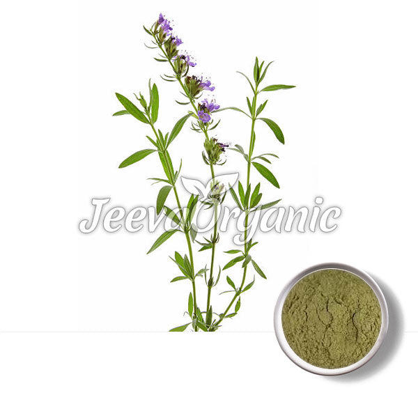 Bulk Hyssop Powder (Hyssopus officinalis) Supplier