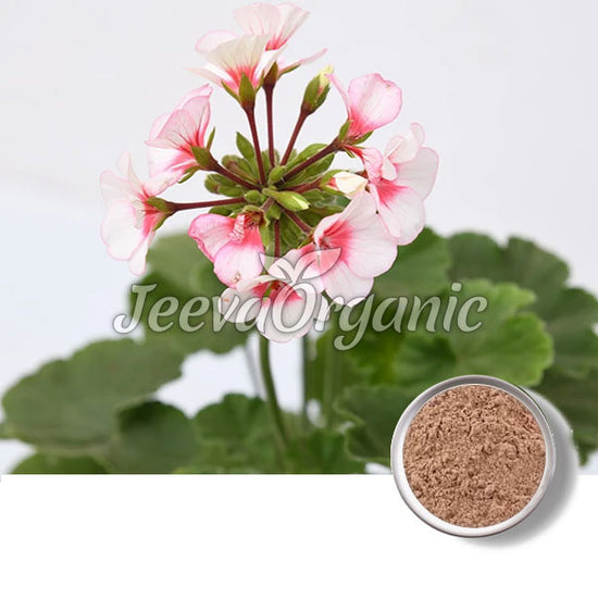 Bulk Geranium Herb Powder (Pelargonium graveolens)