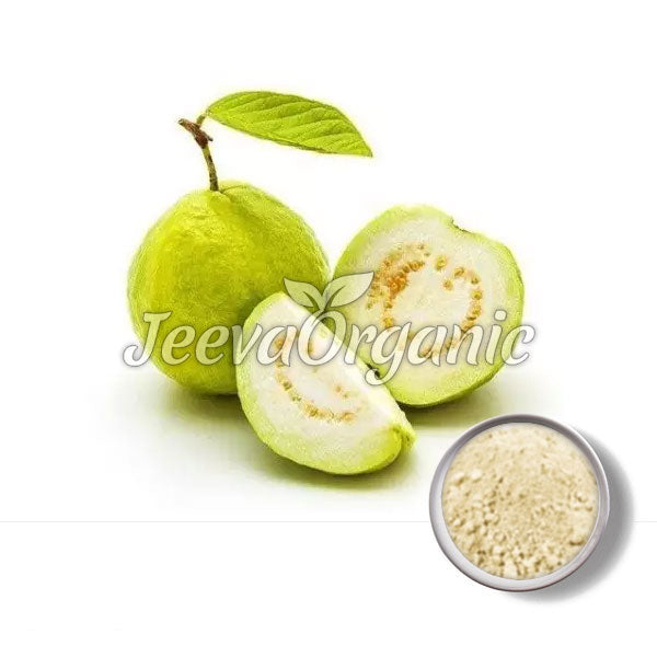 Bulk Guava Powder (Psidium guajava) Supplier