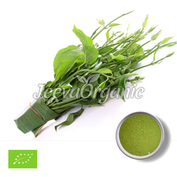 Organic Gymnema Powder (Gymnema sylvestre) Supplier