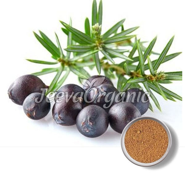 Bulk Juniper Berries Powder (Juniperus communis)