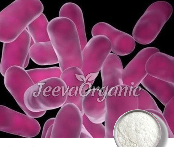 Bulk Lactobacillus Acidophilus Powder Supplier
