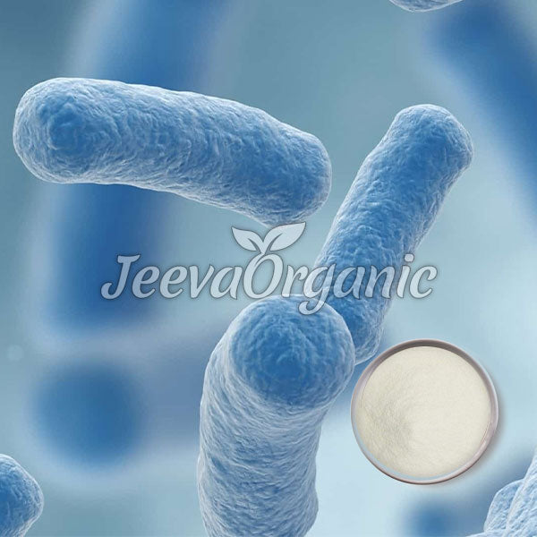 Lactobacillus gasseri Powder 20B cfu/g