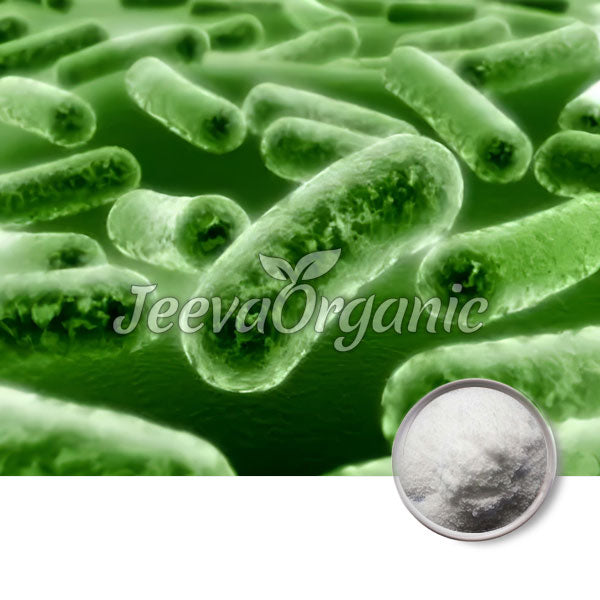 Premium Lactobacillus Acidophilus Powder 200 B CFU/g