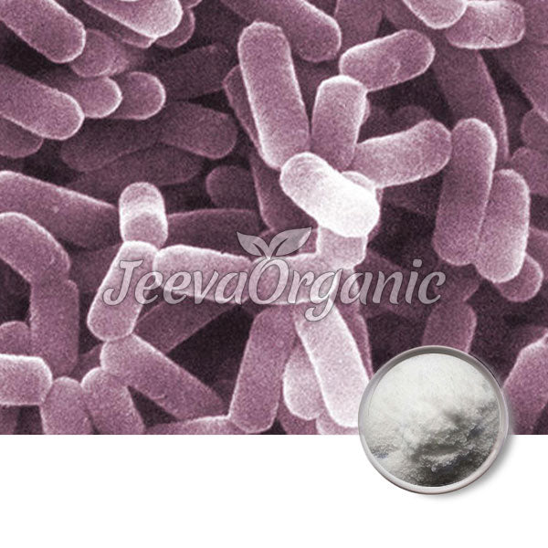 Lactobacillus casei Powder 500B cfu/g