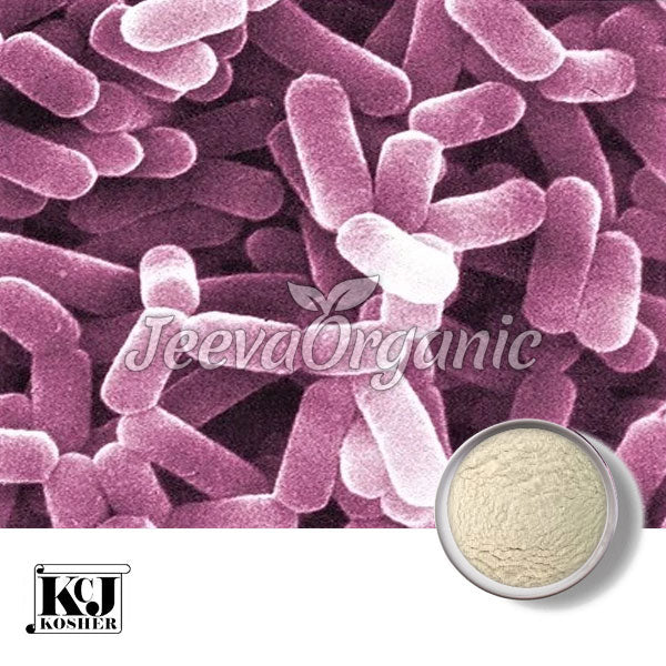 Lactobacillus Helveticus Powder Supplier | Bulk Lactobacillus Helveticus