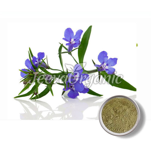 Bulk Lobelia Powder (Lobelia inflata) Supplier