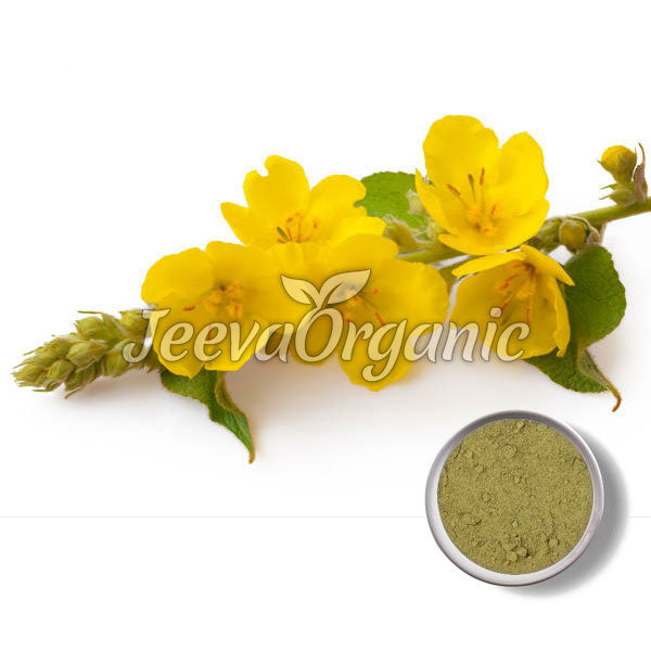 Bulk Mullein Leaf Powder (Verbascum thapsus) Supplier