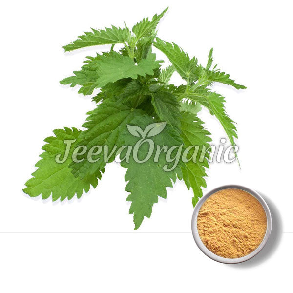 USDA Approved Bulk Nettle Leaf Extract Powder Supplier