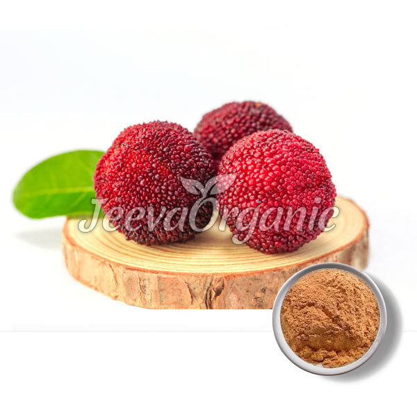 Bulk Bayberry Powder (Myrica cerifera) Supplier