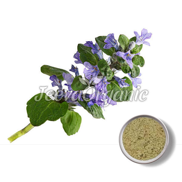 Bulk Bugleweed Powder (Lycopus virginicus) Supplier