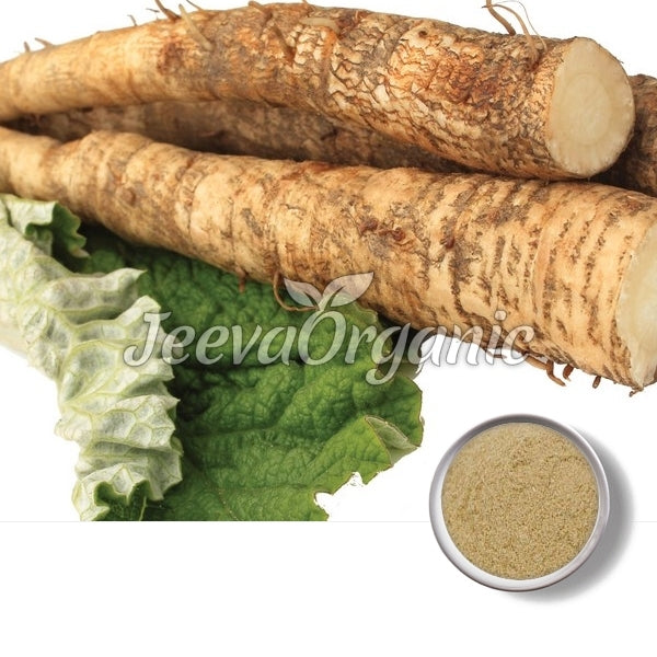 Burdock/Gobo Powder (Arctium lappa) Supplier