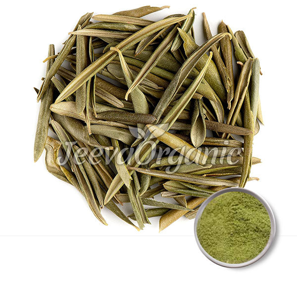 Bulk Olive Leaf (Olea europaea) Powder Supplier