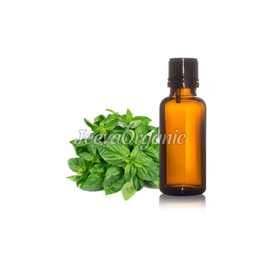 Bulk Organic Basil Oil (Ocimum basilicum) Supplier