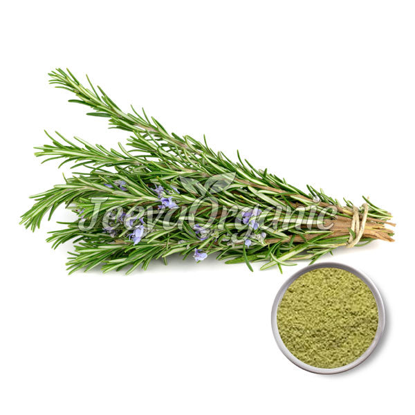 Bulk Rosemary Leaf Extract Powder 7.5 % Carnosic Acid, HPLC Supplier
