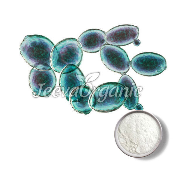 Saccharomyces Cerevisiae Yeast Extract