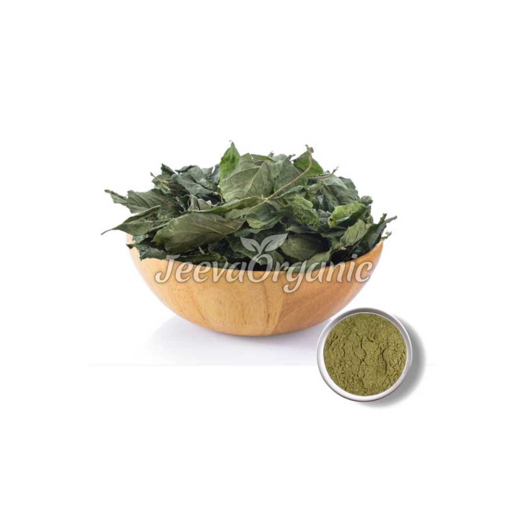 White Lettuce Leaf Powder Supplier | Bulk Wild Lettuce Leaf Powder