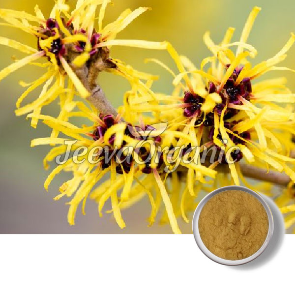 USDA Approved Bulk Organic Witch Hazel Extract Powder Supplier